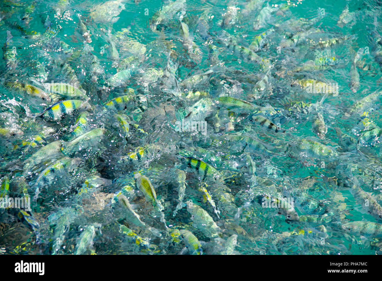 Fish feeding, Laoya Island, Thailand Stock Photo - Alamy