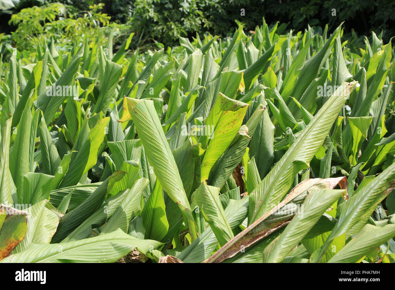 Curcuma longa hi-res stock photography and images - Alamy