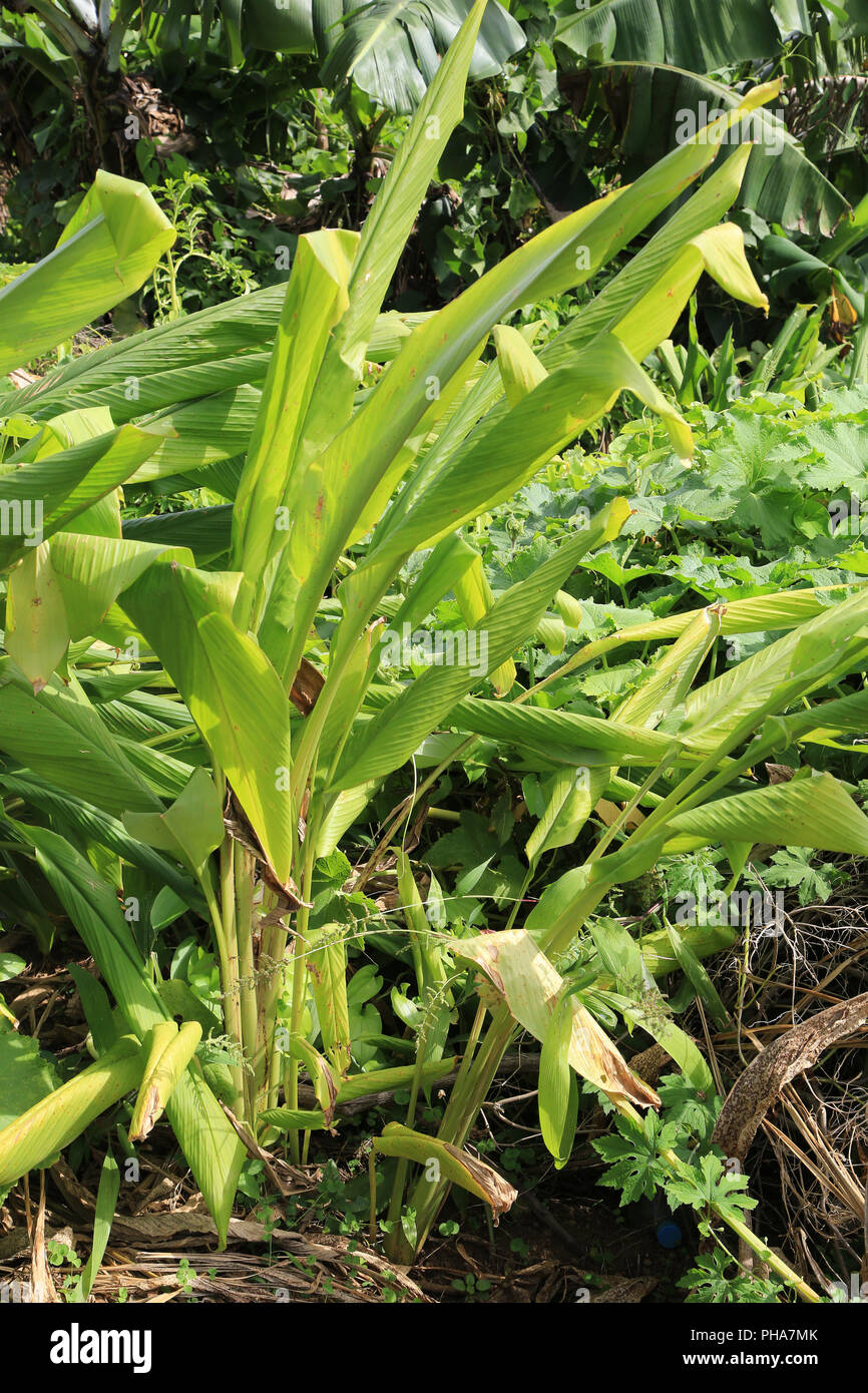 Curcuma longa hi-res stock photography and images - Alamy