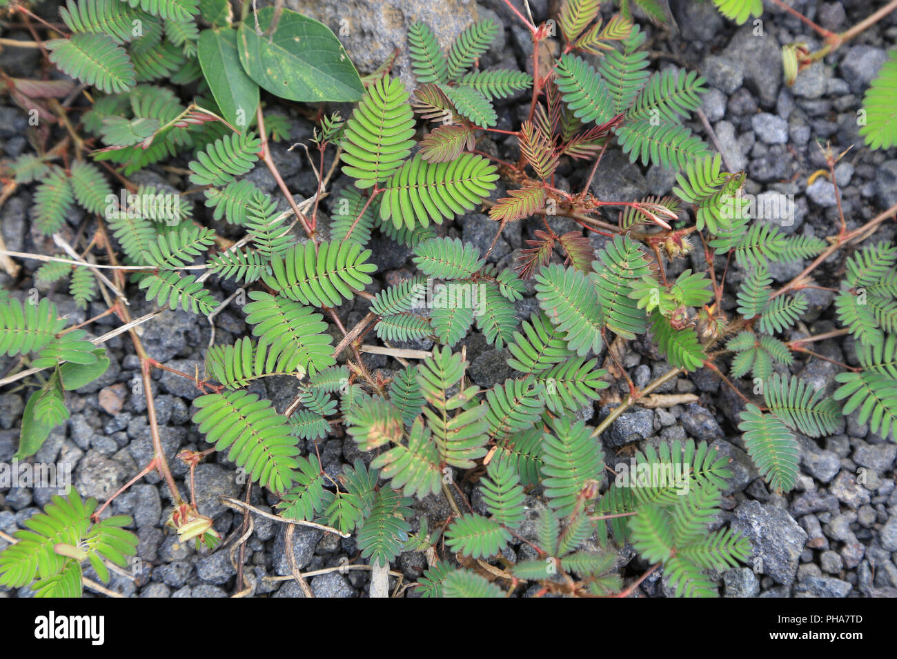 Touch me not flowers hi-res stock photography and images - Alamy