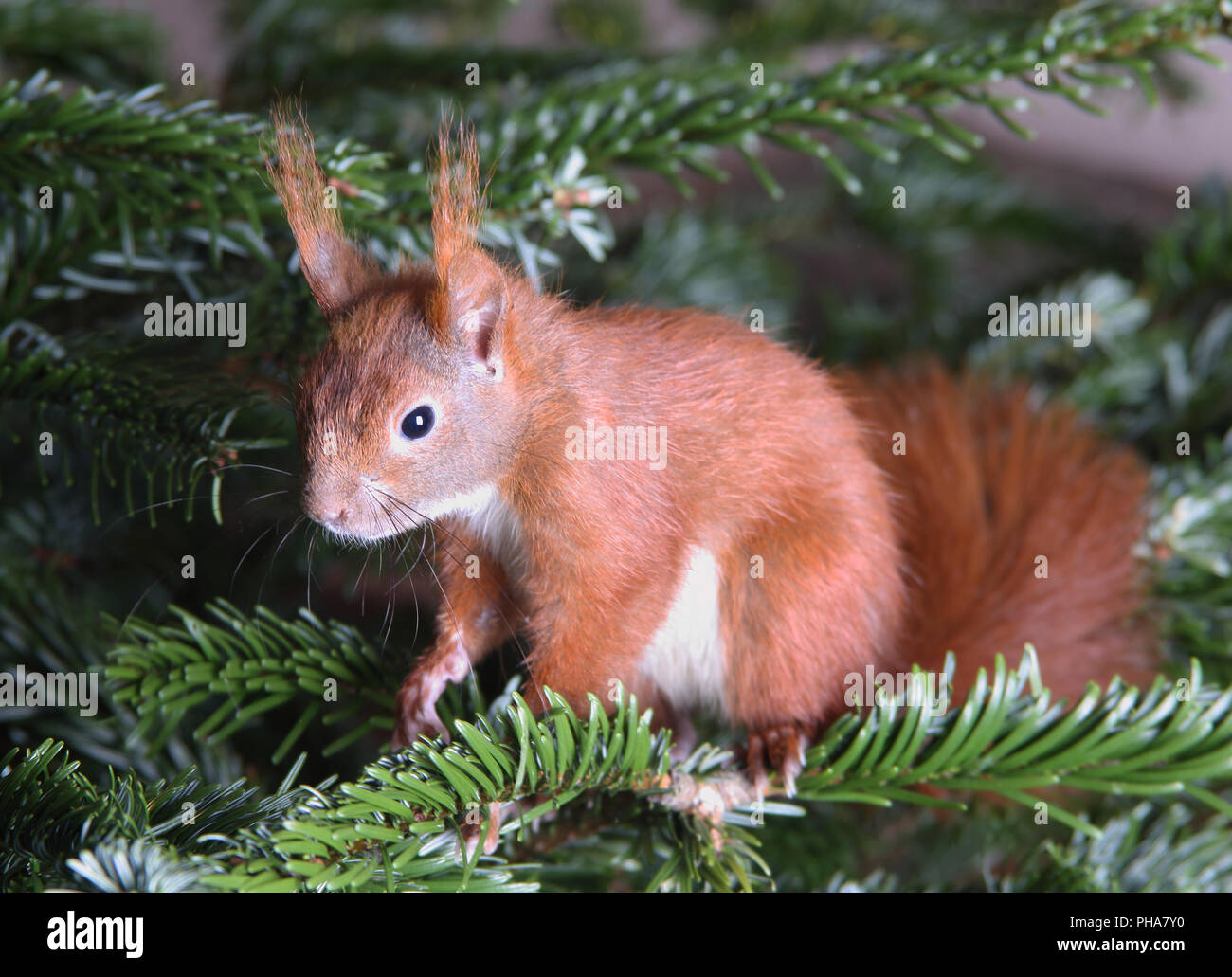 squirrel in a tree Stock Photo - Alamy