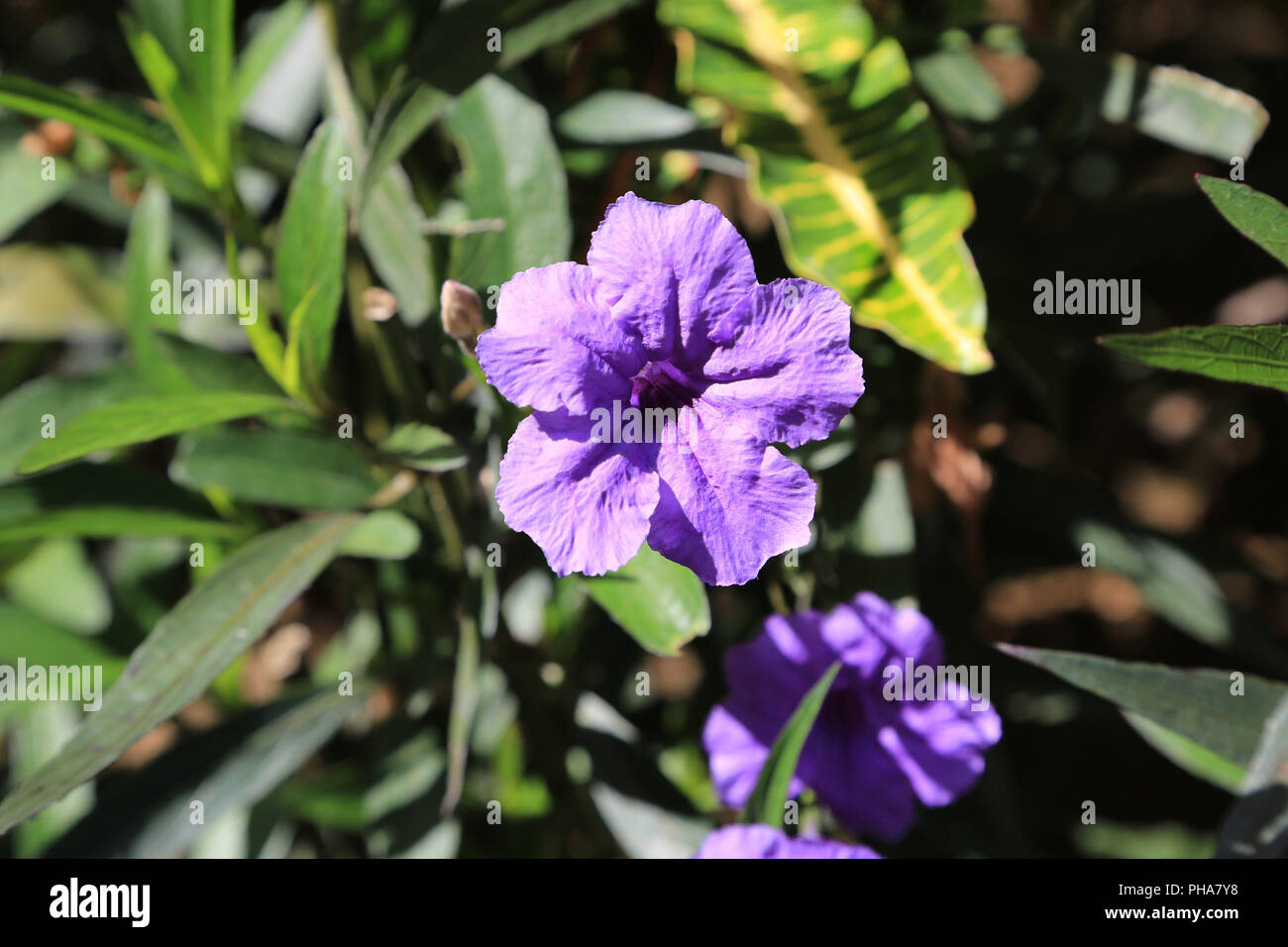 Mauritius flower hi-res stock photography and images - Alamy