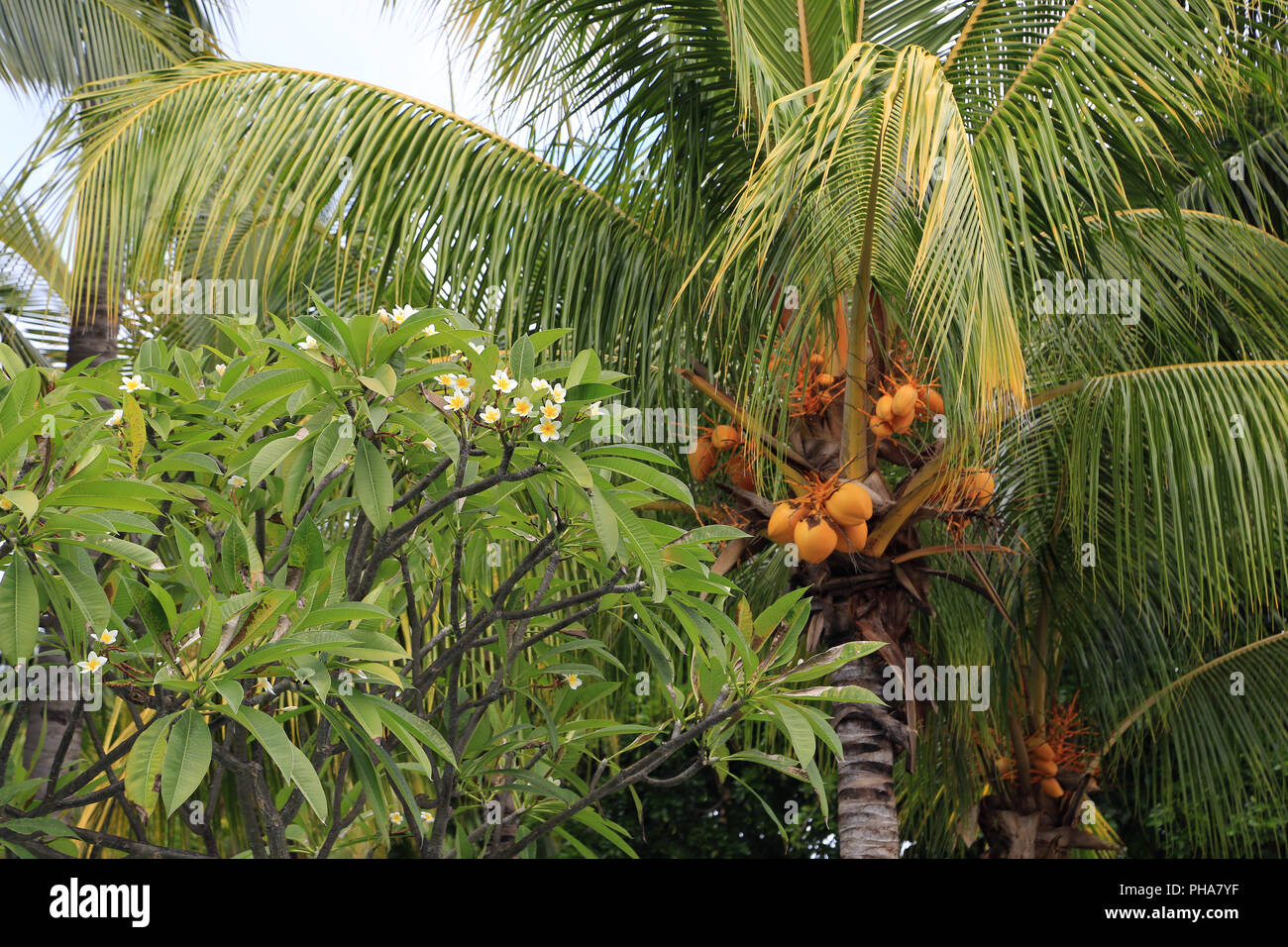 Mauritius, Frangipani, coconut palm Stock Photo - Alamy