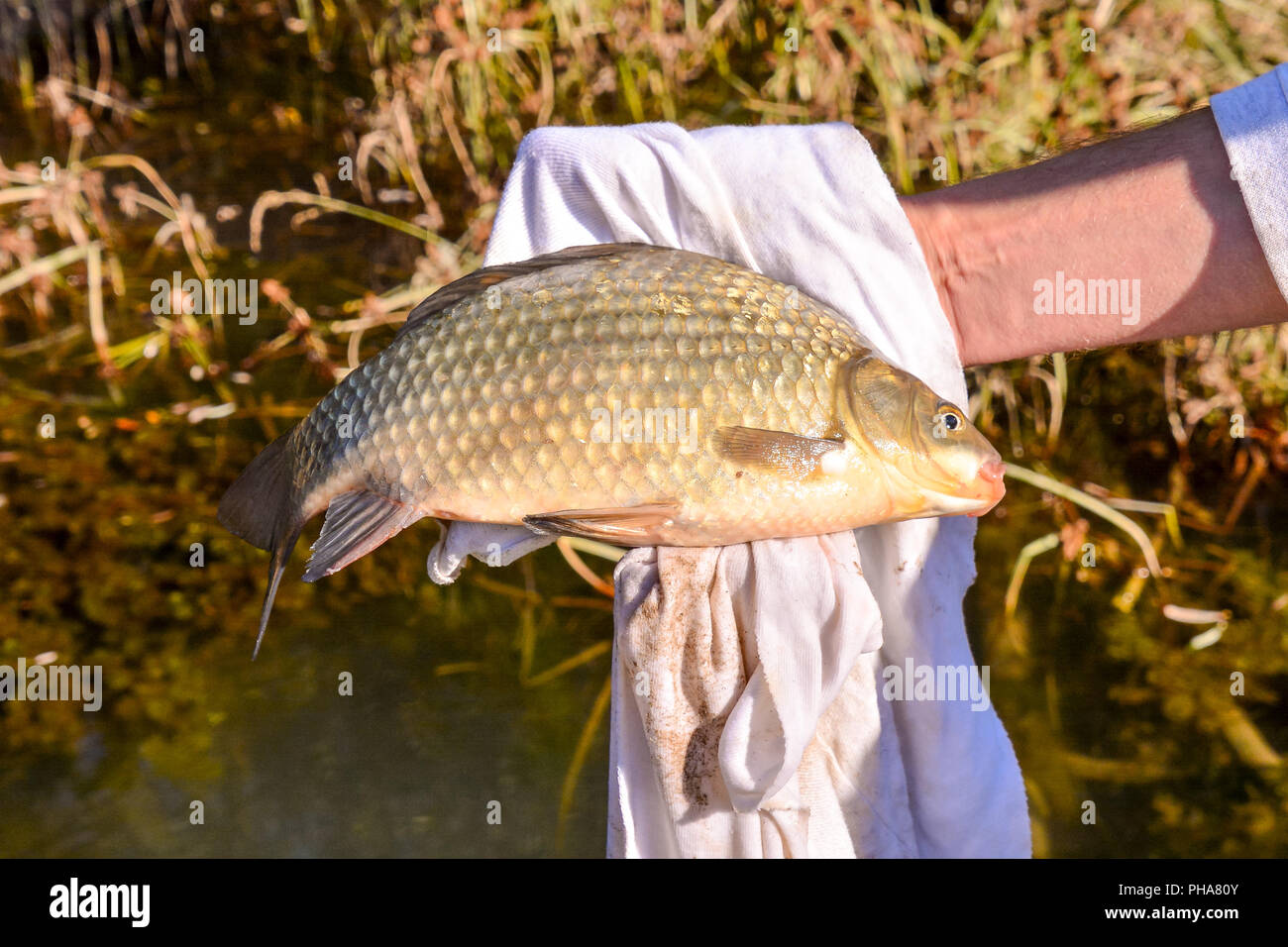Catched Fish High Resolution Stock Photography and Images - Alamy
