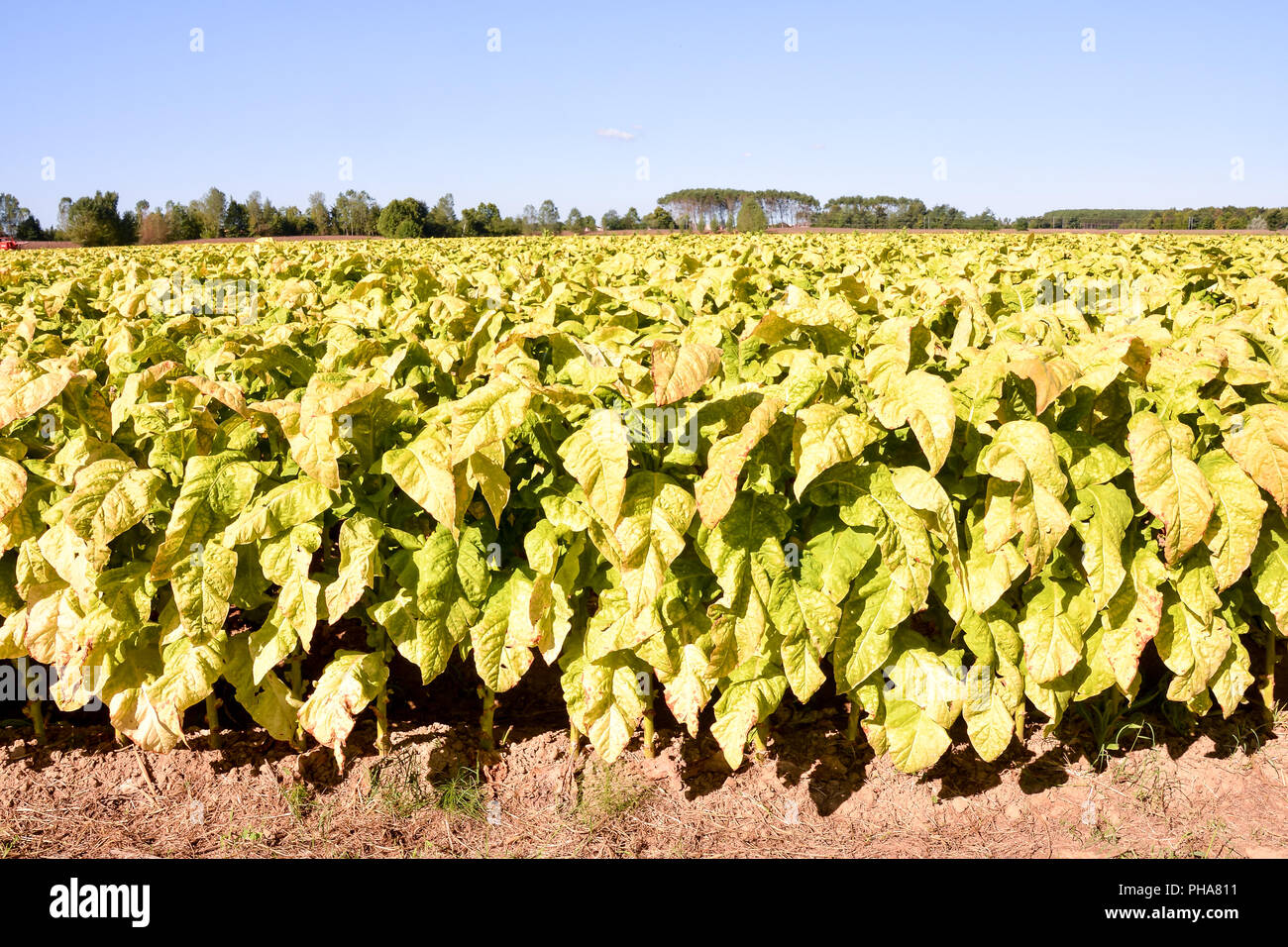 Beautiful Tobacco Field Stock Photo - Alamy