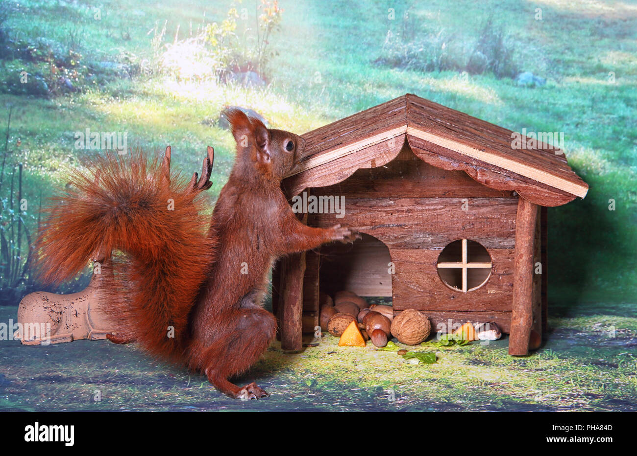 squirrel at a small house Stock Photo - Alamy