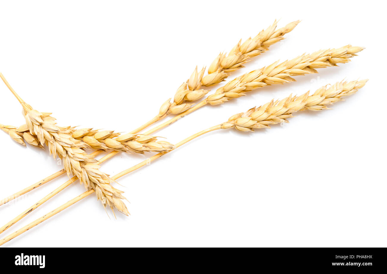Wheat isolated on white background Stock Photo - Alamy