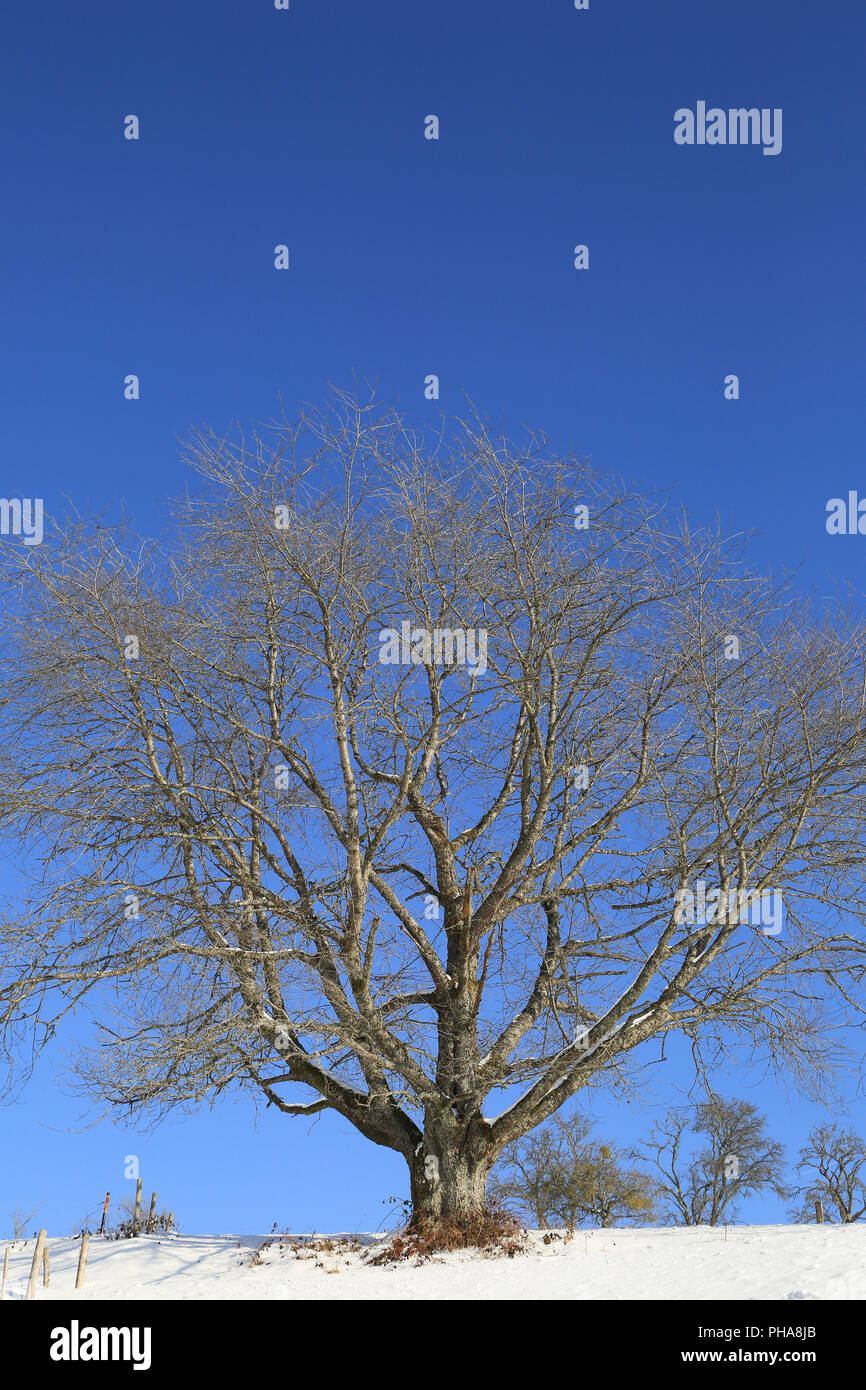 Bald forest hi-res stock photography and images - Alamy