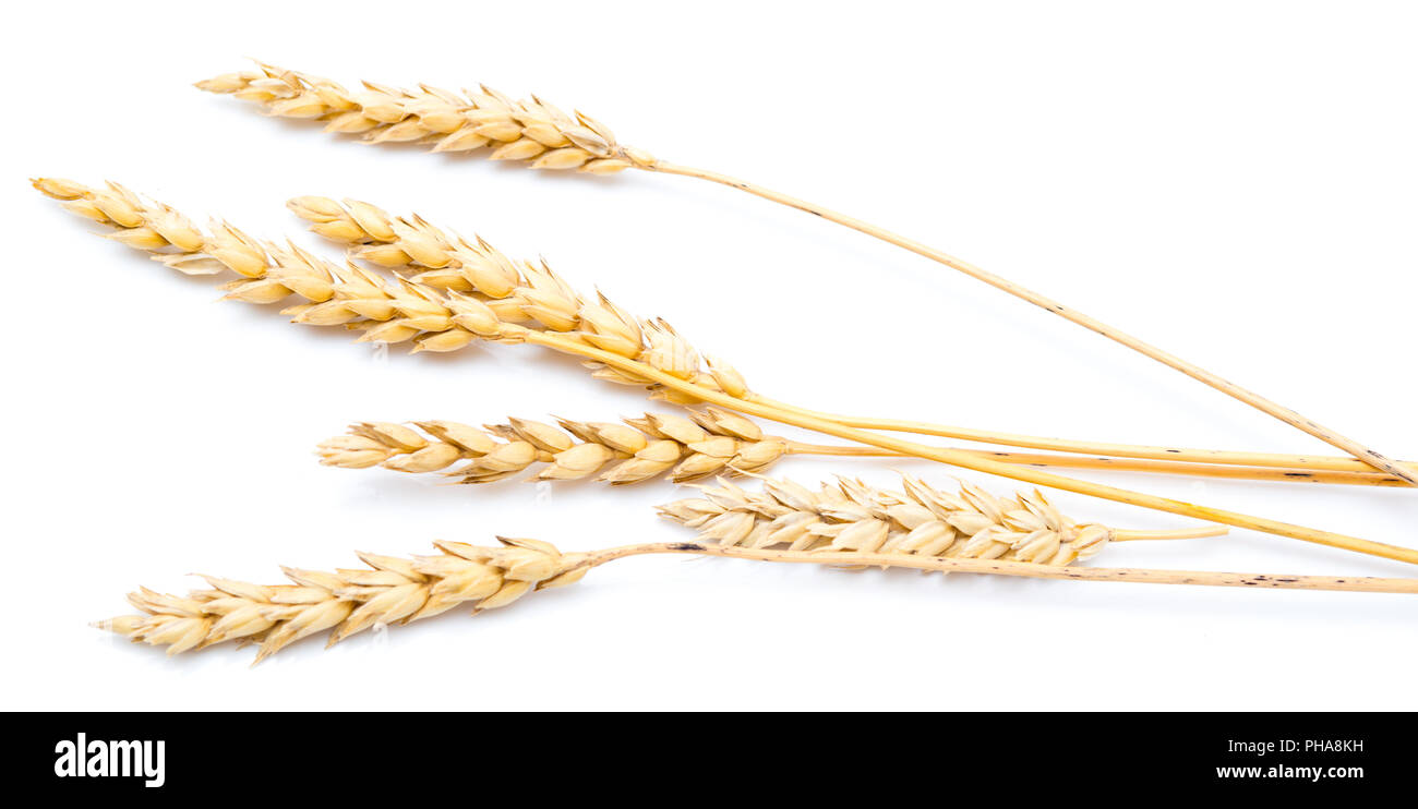 Wheat isolated on white background Stock Photo - Alamy