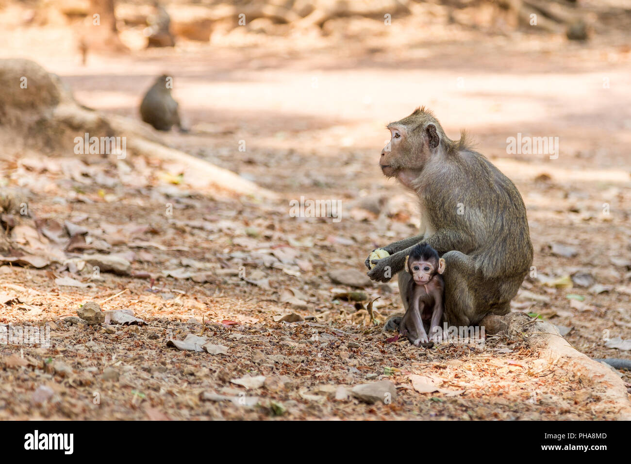 Monkeys in the temple complex of Angkor Wat, Cambodia Stock Photo - Alamy