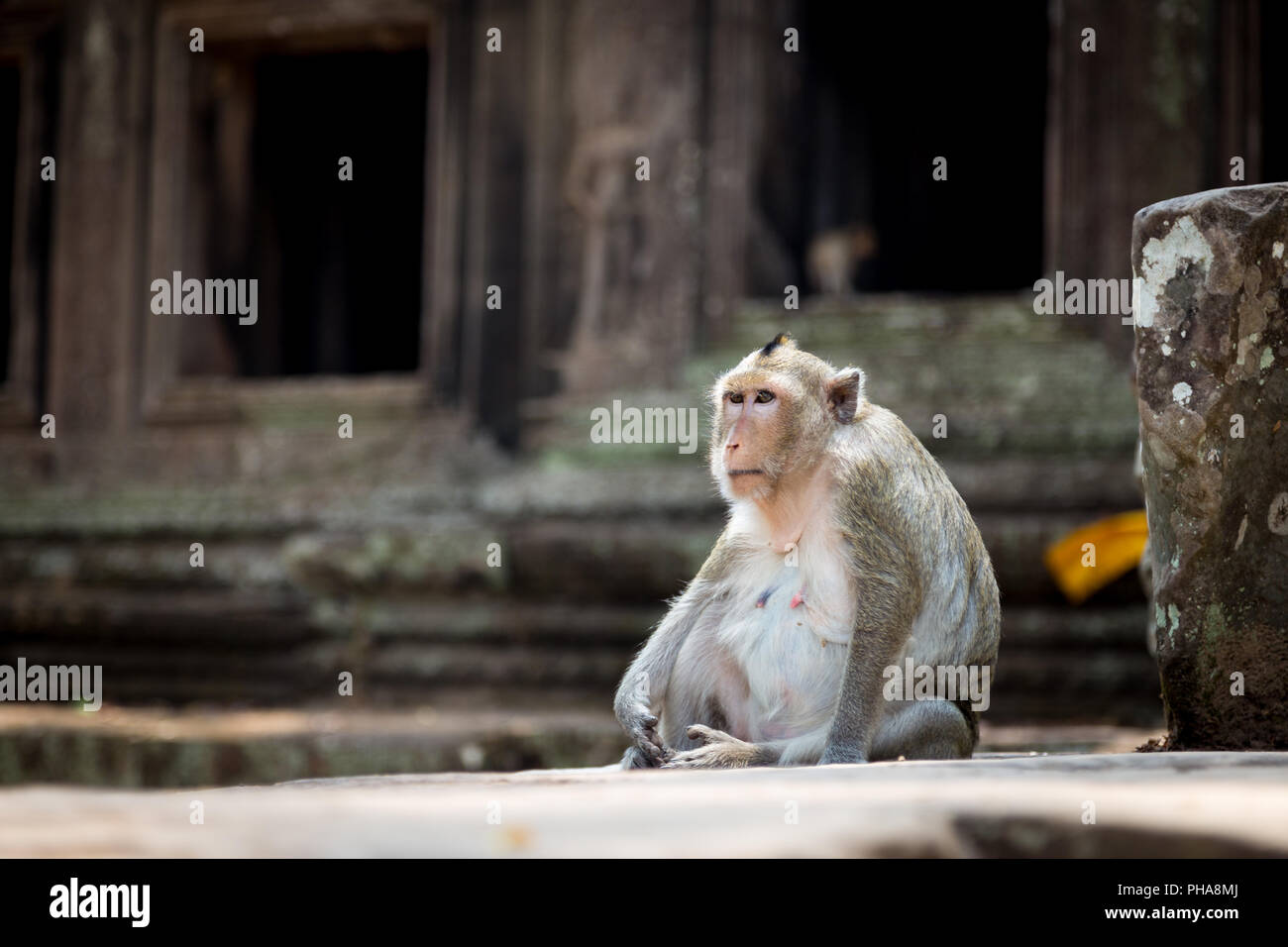 Monkey in the temple complex of Angkor Wat, Cambodia Stock Photo - Alamy