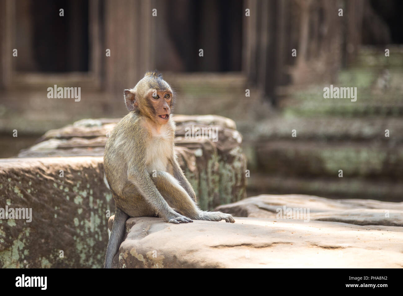 Monkey in the temple complex of Angkor Wat, Cambodia Stock Photo - Alamy