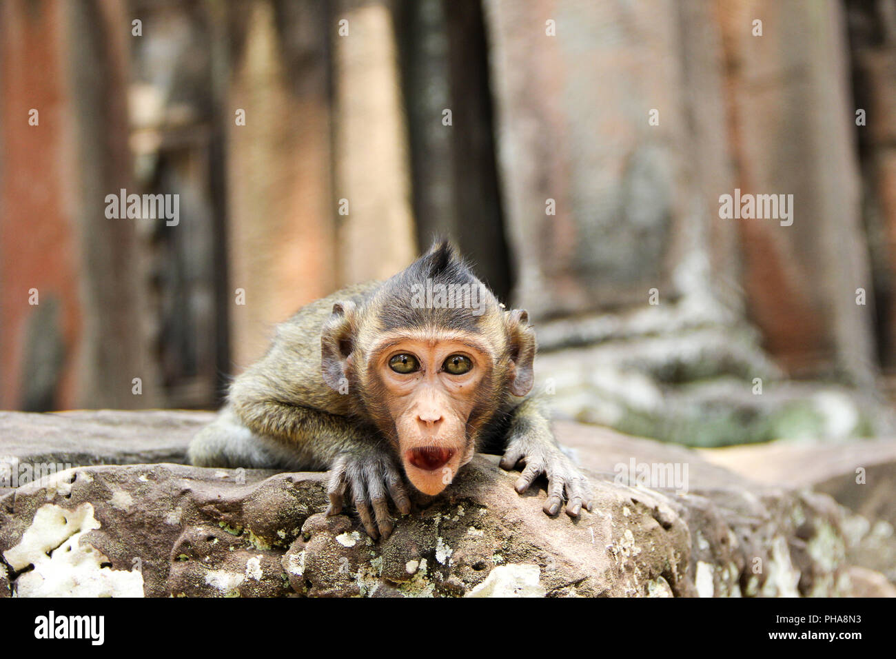 Monkey in the temple complex of Angkor Wat, Cambodia Stock Photo - Alamy