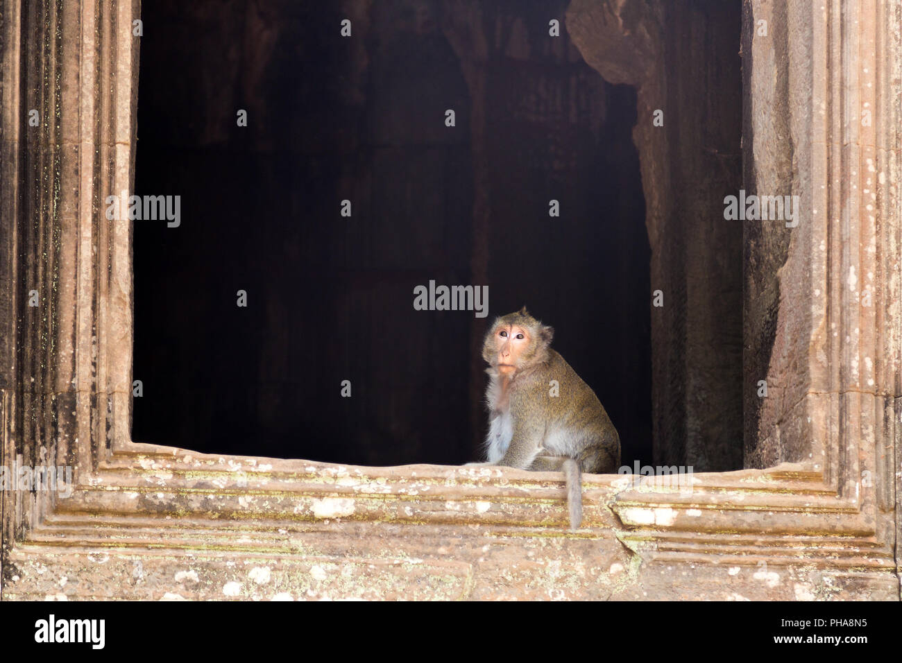 Monkey in the temple complex of Angkor Wat, Cambodia Stock Photo - Alamy