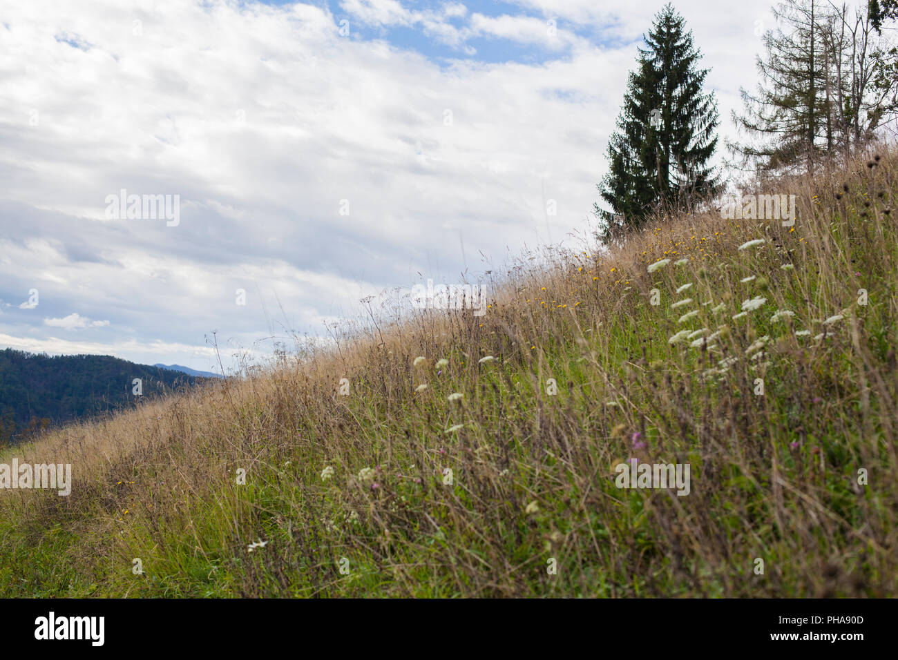 Overgrown pasture on a steep slope Stock Photo - Alamy