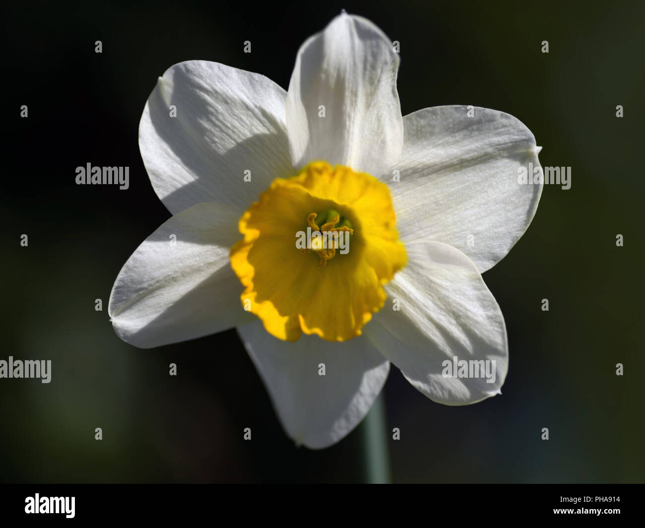 Blossom daffodil hi-res stock photography and images - Alamy