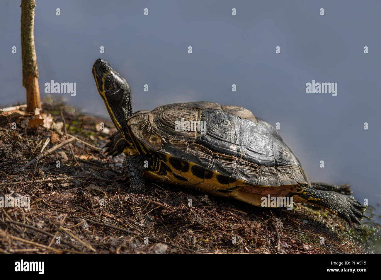 Scuta hi-res stock photography and images - Alamy