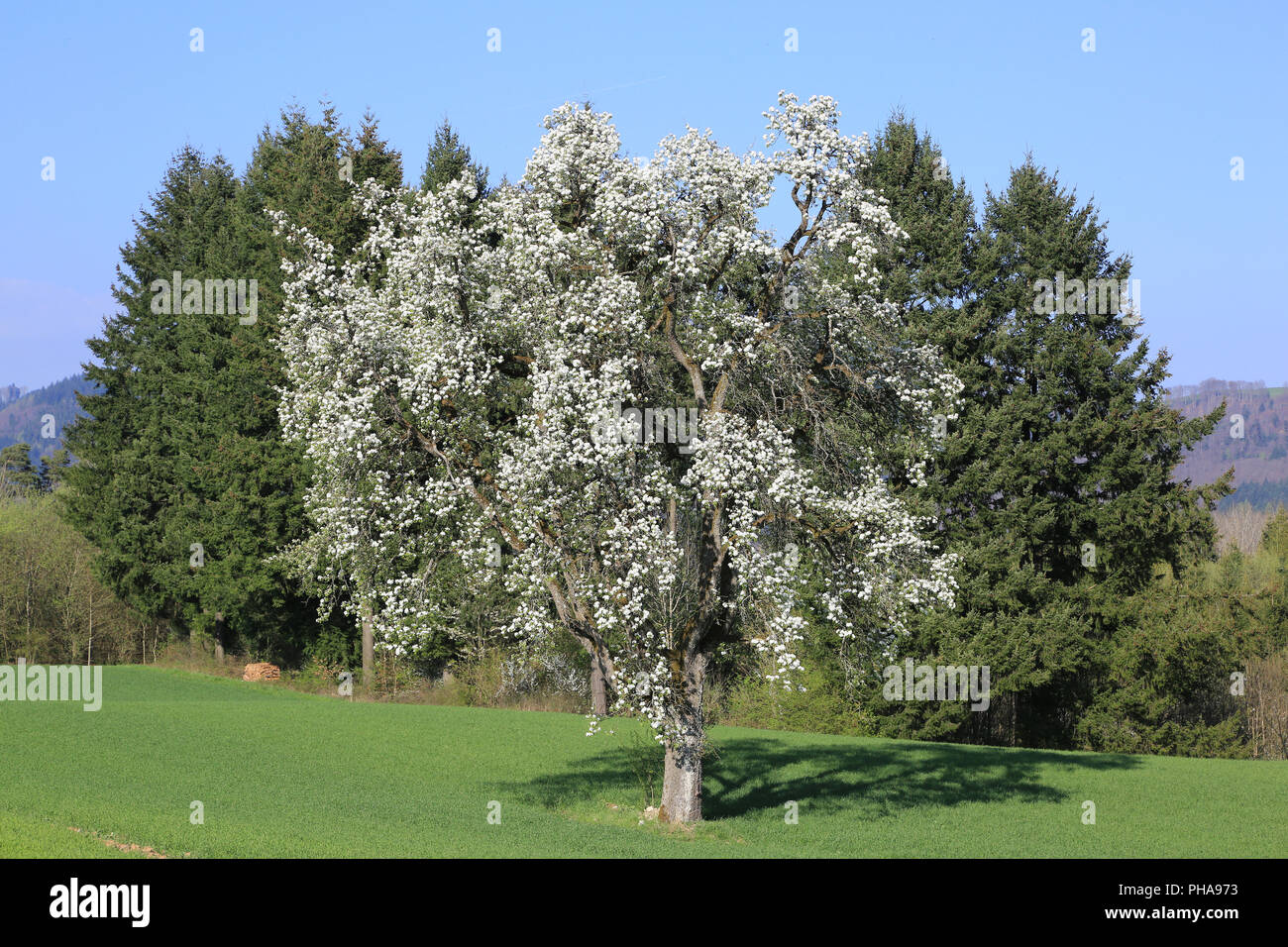 Blooming pear tree in the Black Forest Stock Photo - Alamy