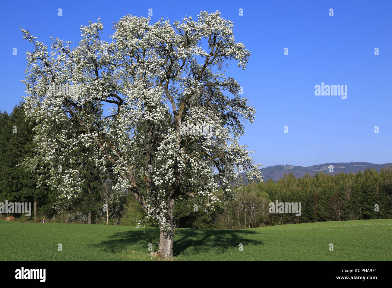 Blooming pear tree in the Black Forest Stock Photo - Alamy