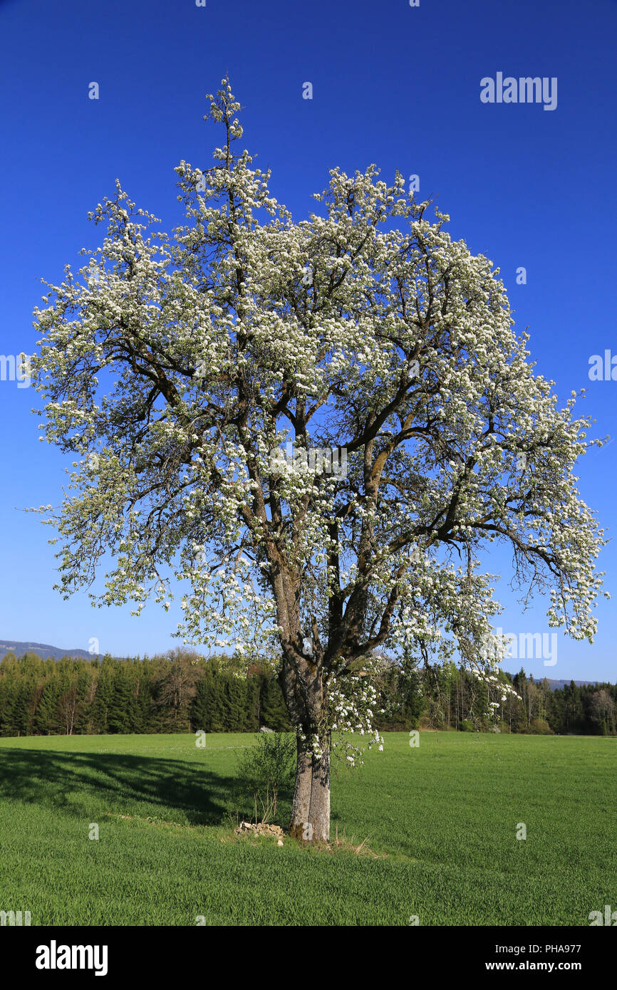 Black forest pasture hi-res stock photography and images - Alamy