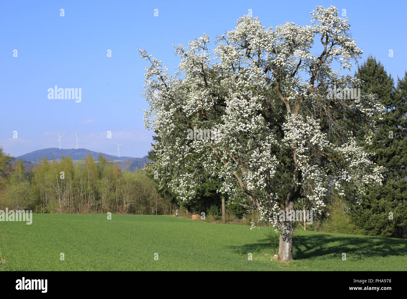 Blooming pear tree in the Black Forest Stock Photo - Alamy