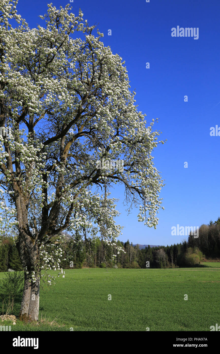 Pear in forest hi-res stock photography and images - Alamy