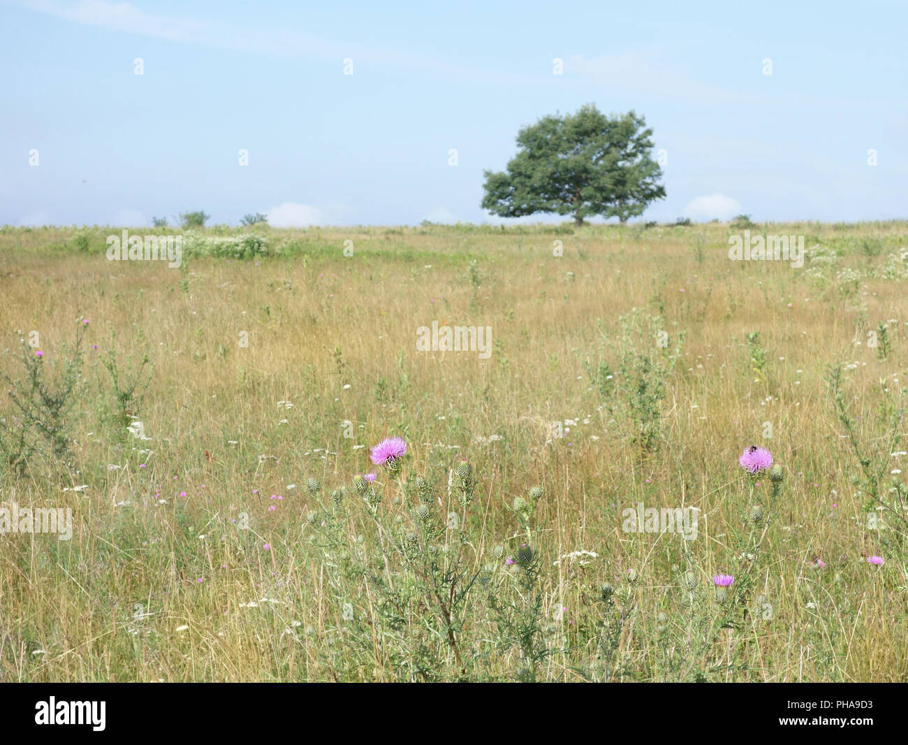 Big meadows shenandoah national park hi-res stock photography and ...