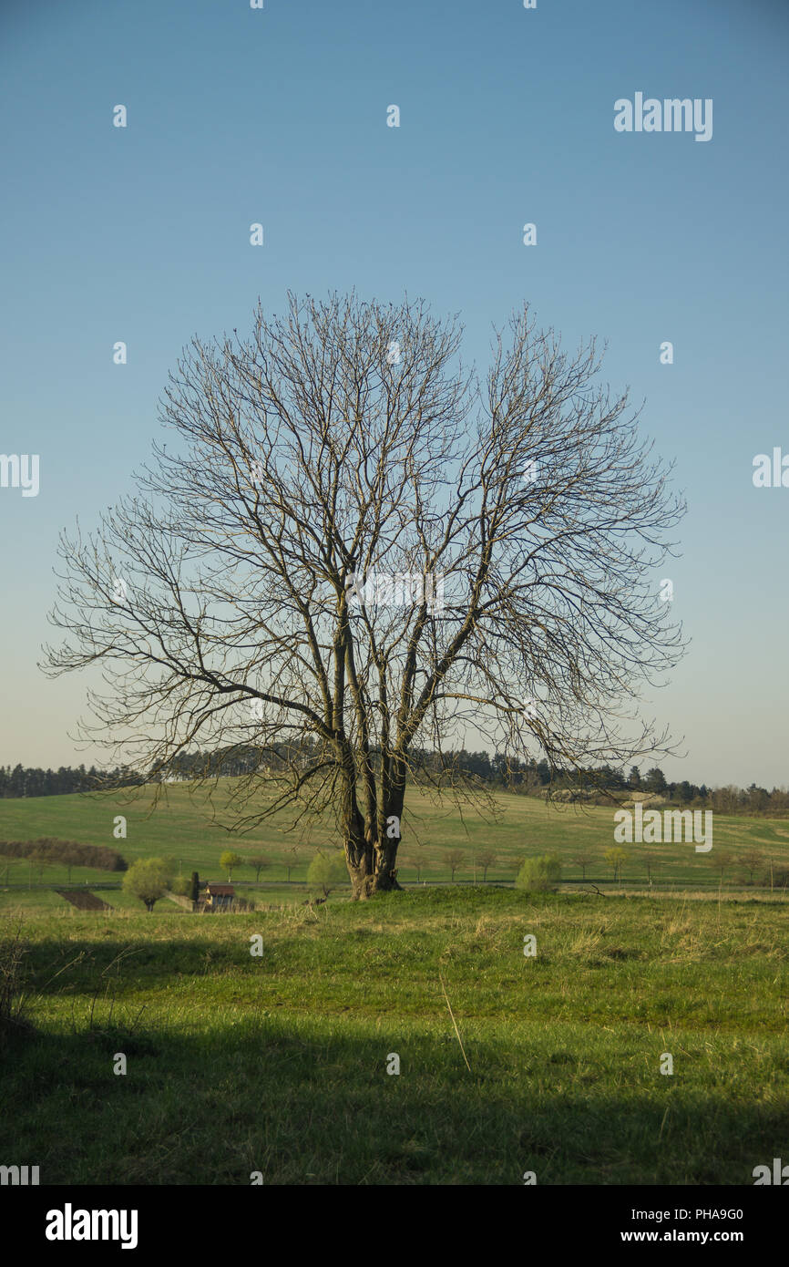 Common ash branch in spring hi-res stock photography and images - Alamy