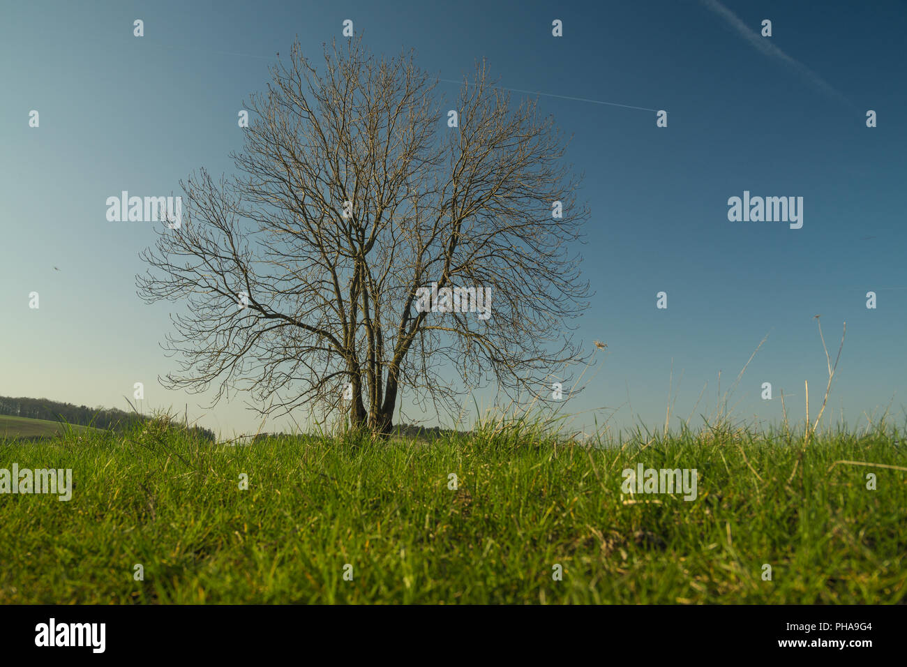 Common ash branch green hi-res stock photography and images - Alamy