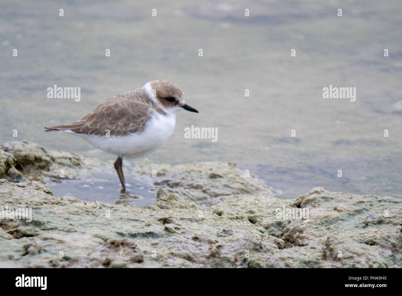 Kentish wildlife hi-res stock photography and images - Alamy