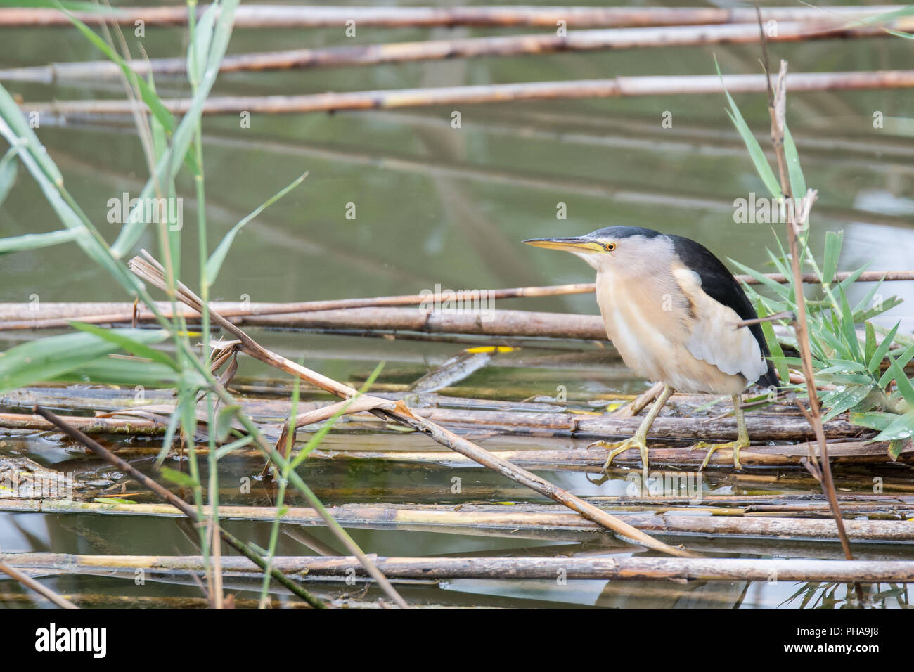 Little gerhard hi-res stock photography and images - Alamy