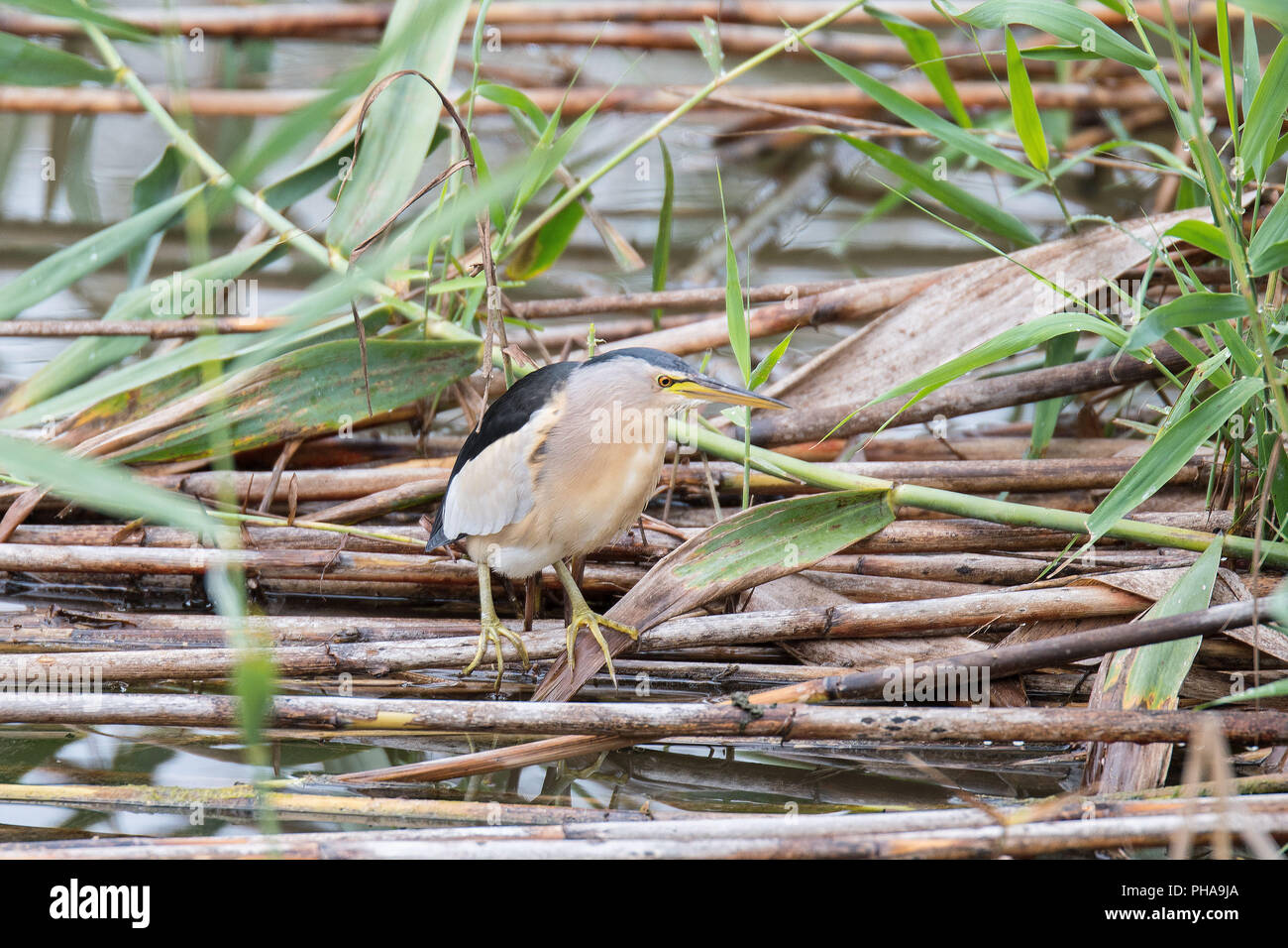 Little gerhard hi-res stock photography and images - Alamy