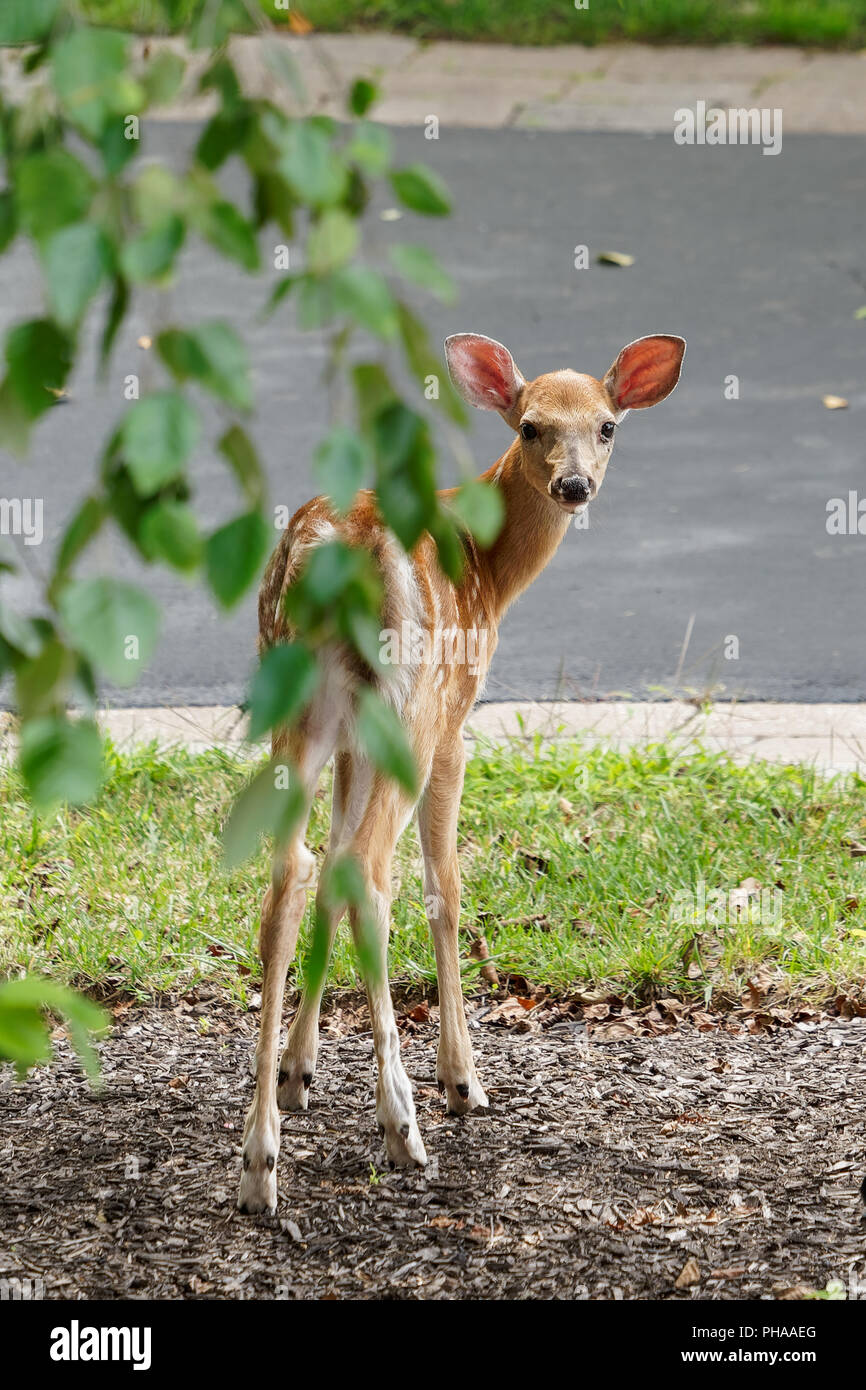 deer fawn standing under a tree in a backyard looking back at the ...
