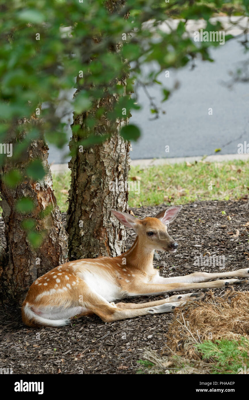 Deer sitting under tree hi-res stock photography and images - Alamy