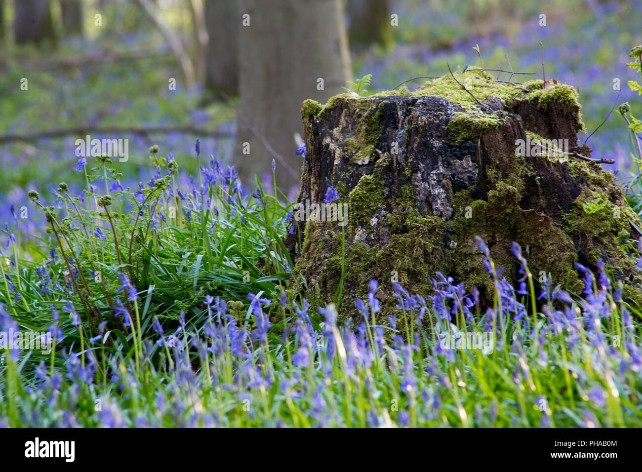 Bluebells flowers Hallerbos Stock Photo - Alamy
