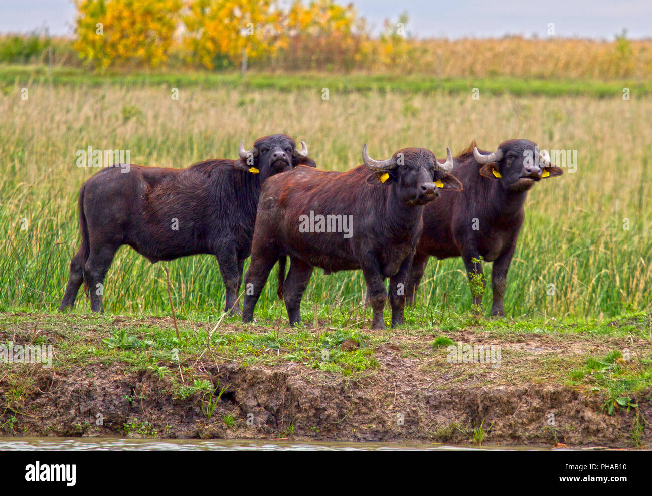 Water buffalo, Hortobágy-Nationalpark, Puszta, Hungary Stock Photo - Alamy