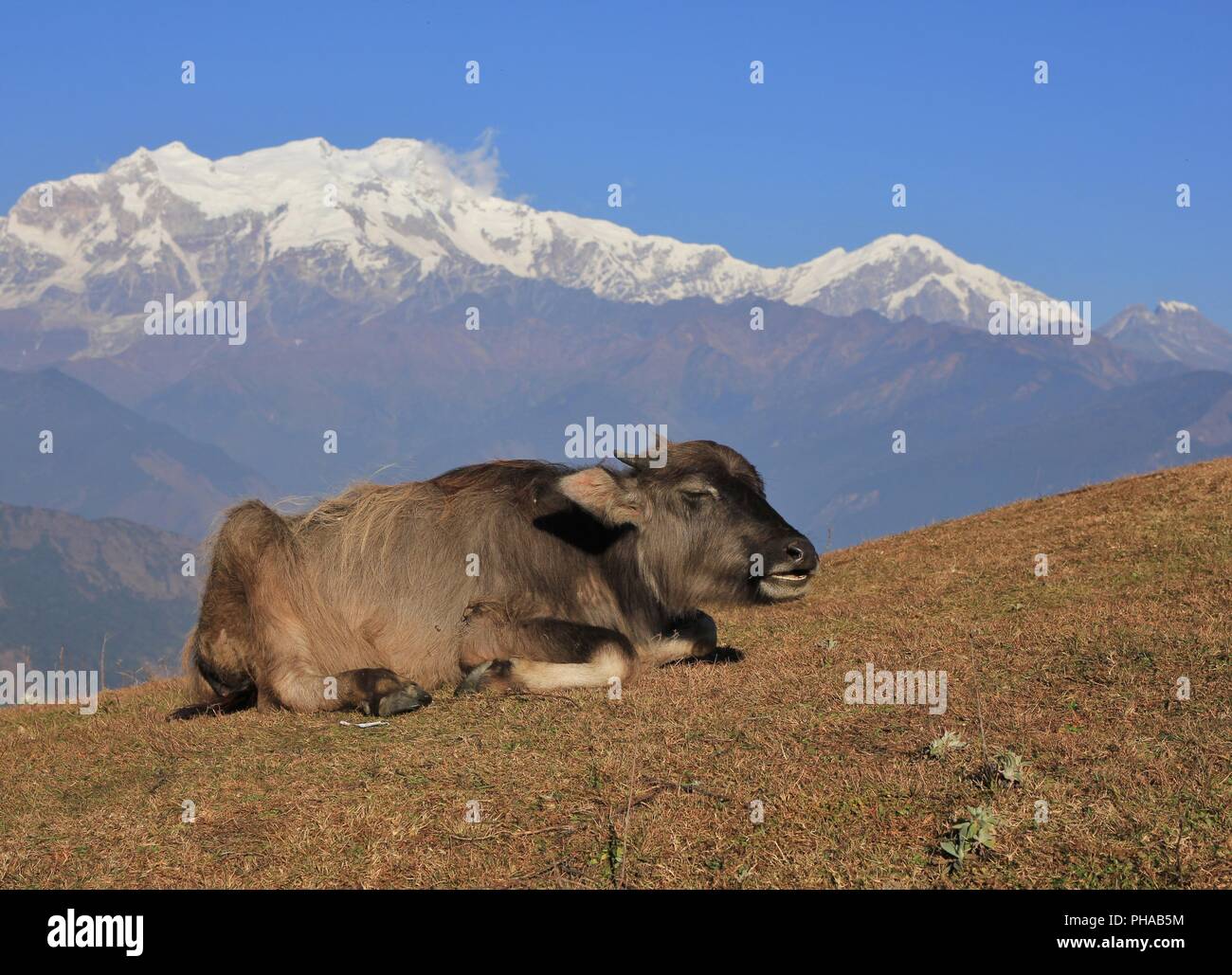 Water buffalo baby and mountain of the Manaslu range Stock Photo - Alamy