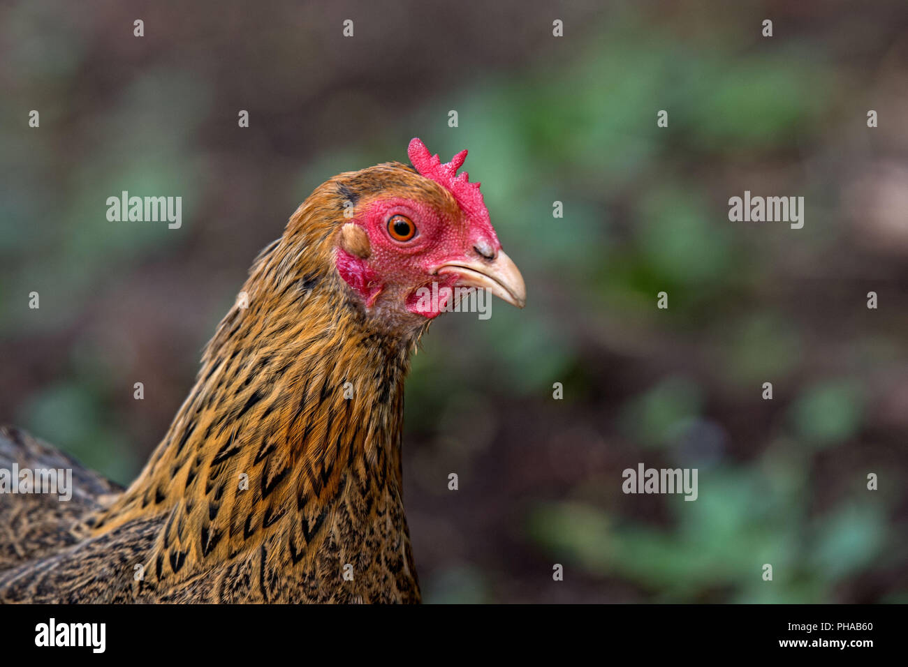 Wyandot hi-res stock photography and images - Alamy