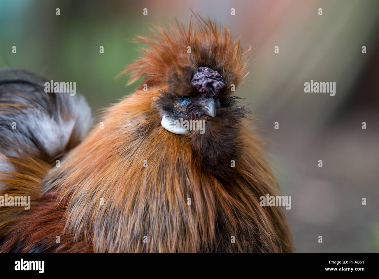 Silky fowl hi-res stock photography and images - Alamy