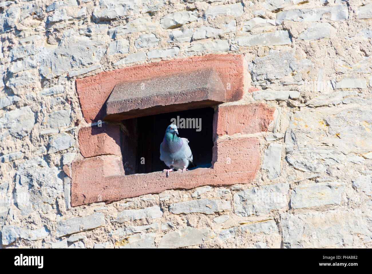 castle tower with pigeon Stock Photo - Alamy