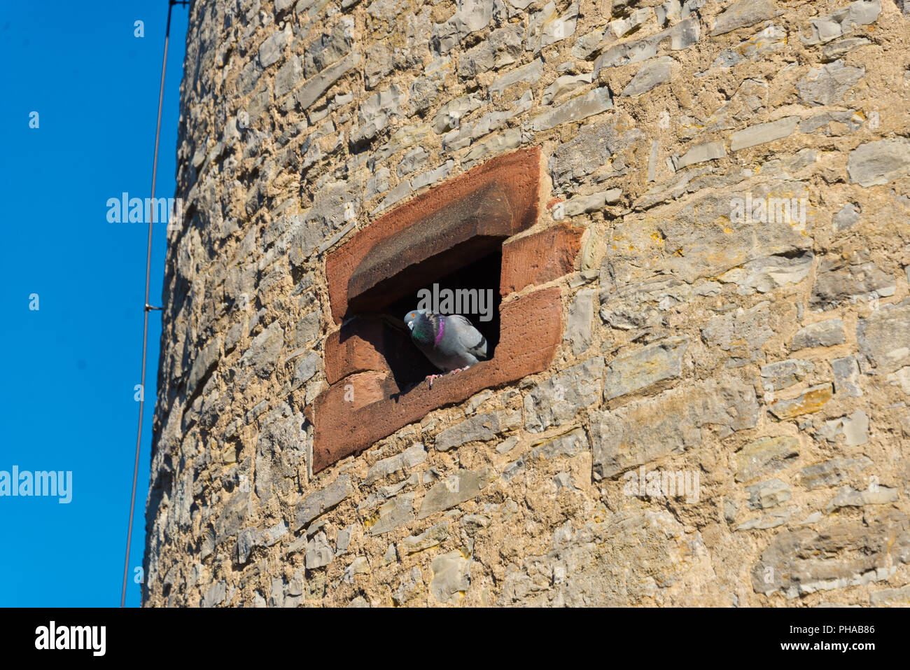 castle tower with pigeon Stock Photo - Alamy