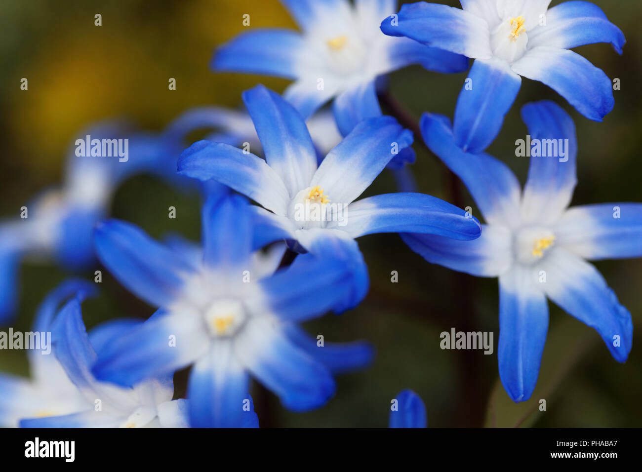 Geophyte bulbous plant hi-res stock photography and images - Alamy