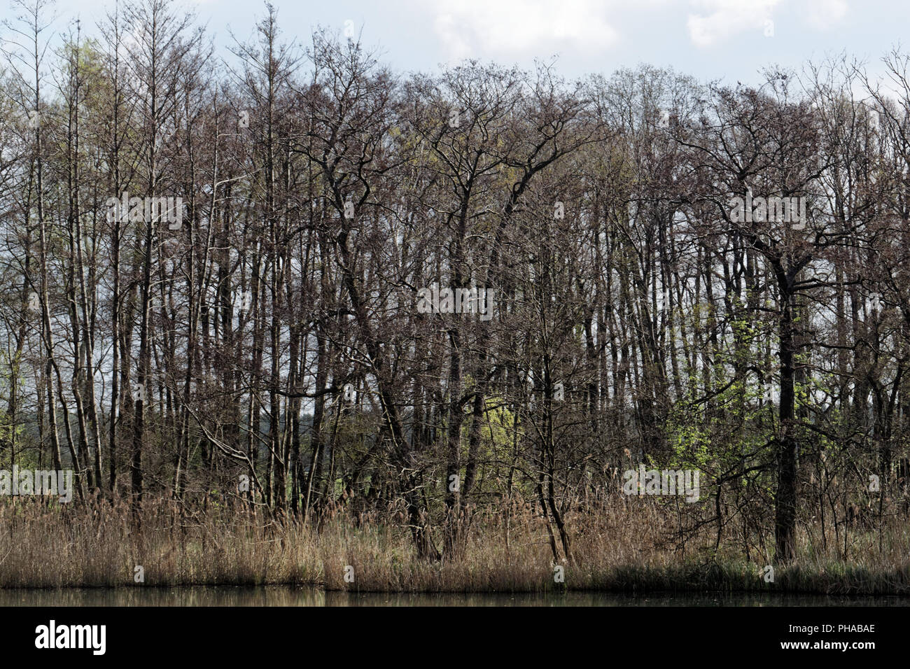 Surface small forest lake in hi-res stock photography and images - Alamy