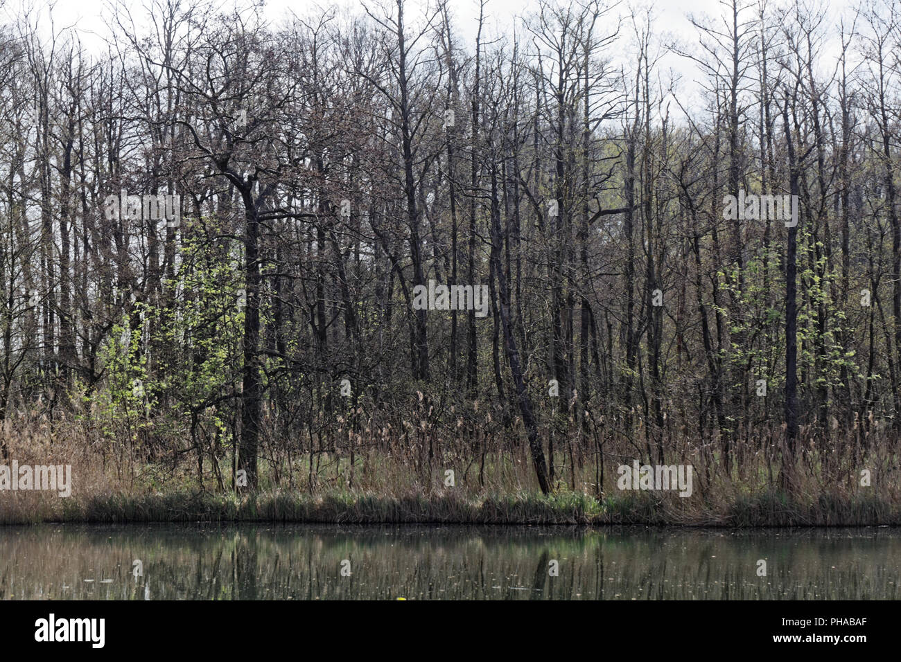 Surface small forest lake in hi-res stock photography and images - Alamy