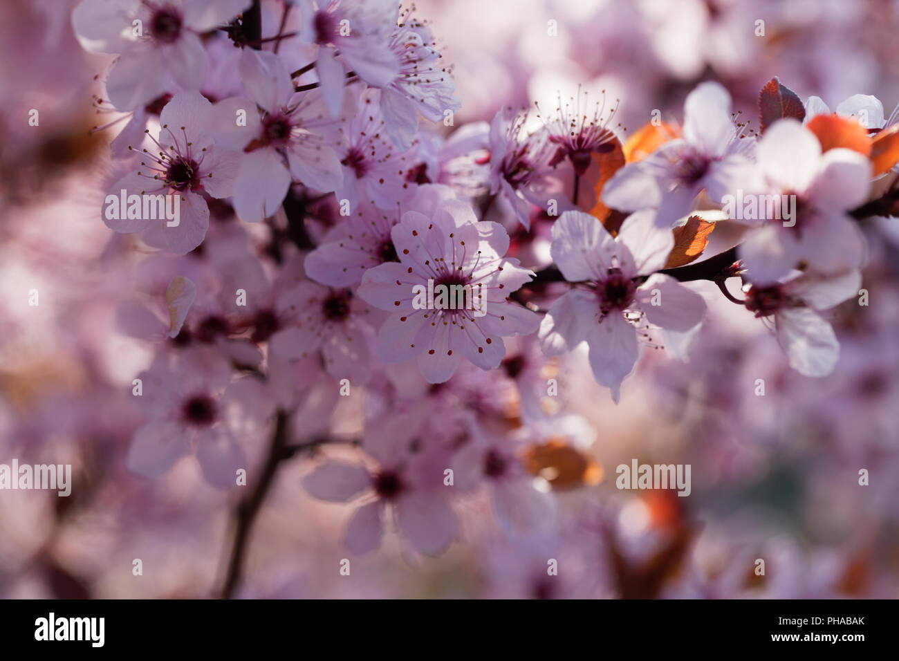 Flowers of a red cherry plum (Prunus cerasifera Stock Photo - Alamy