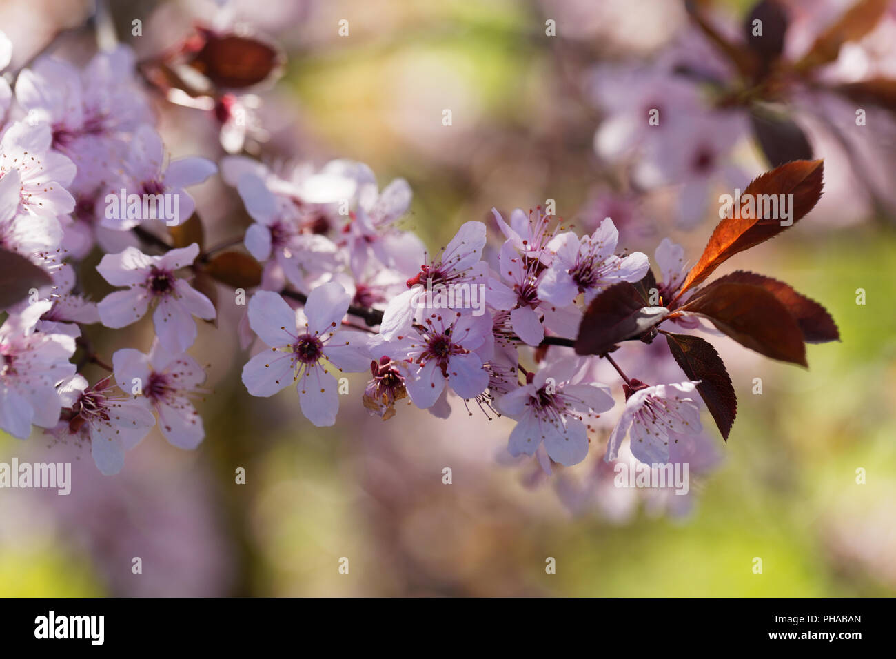 Flowers of a red cherry plum (Prunus cerasifera Stock Photo - Alamy