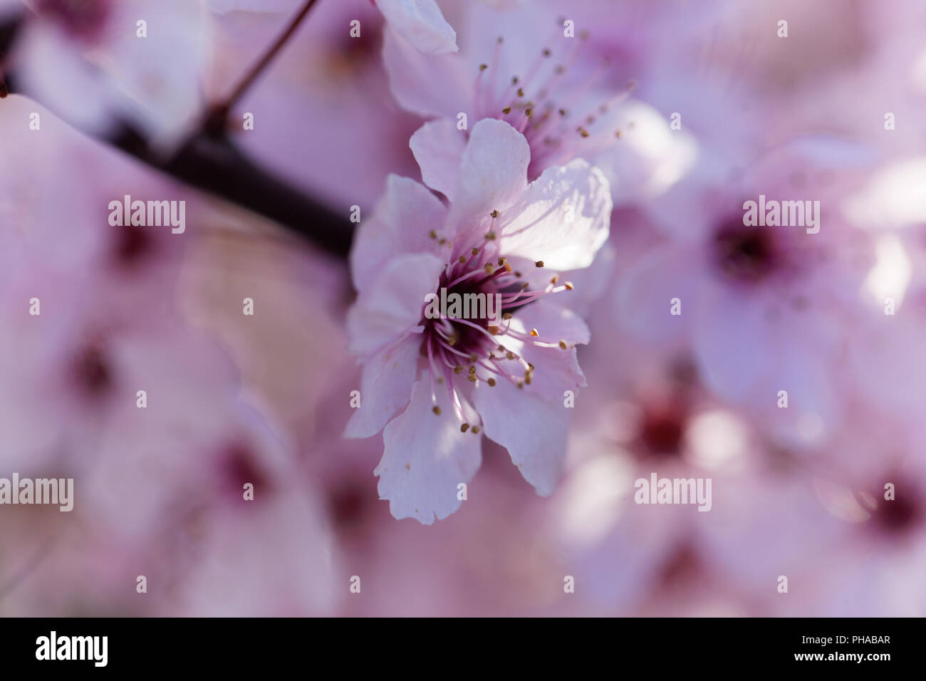 Flowers of a red cherry plum (Prunus cerasifera Stock Photo - Alamy
