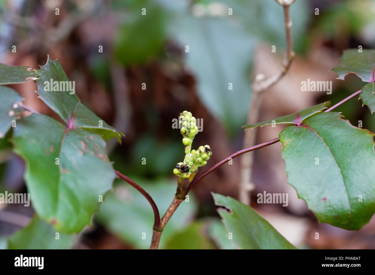 Young blossoms of an Oregon grape bush (Mahonia aquifolium Stock Photo ...