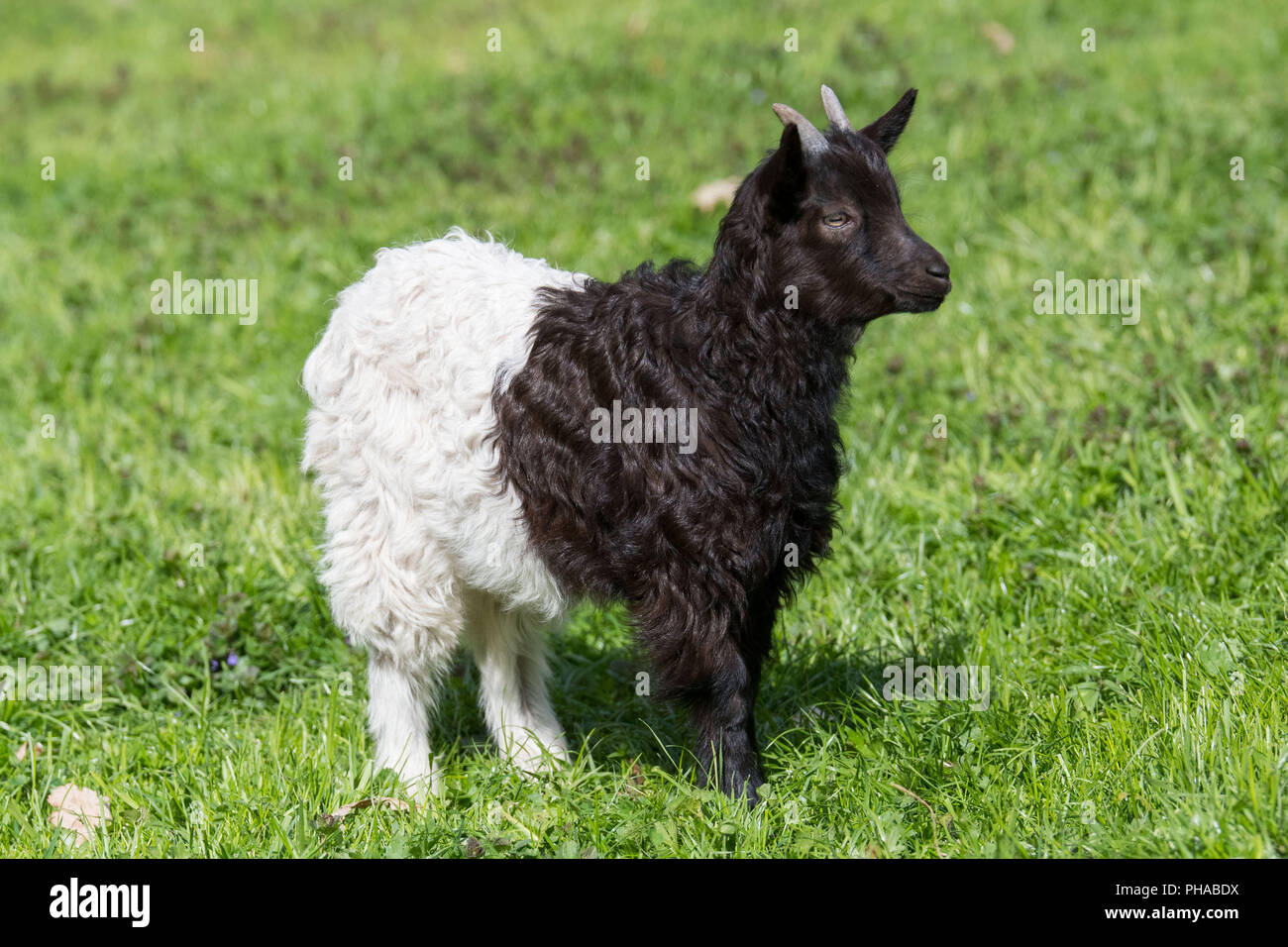 Valais Blackneck Goat Stock Photo - Alamy