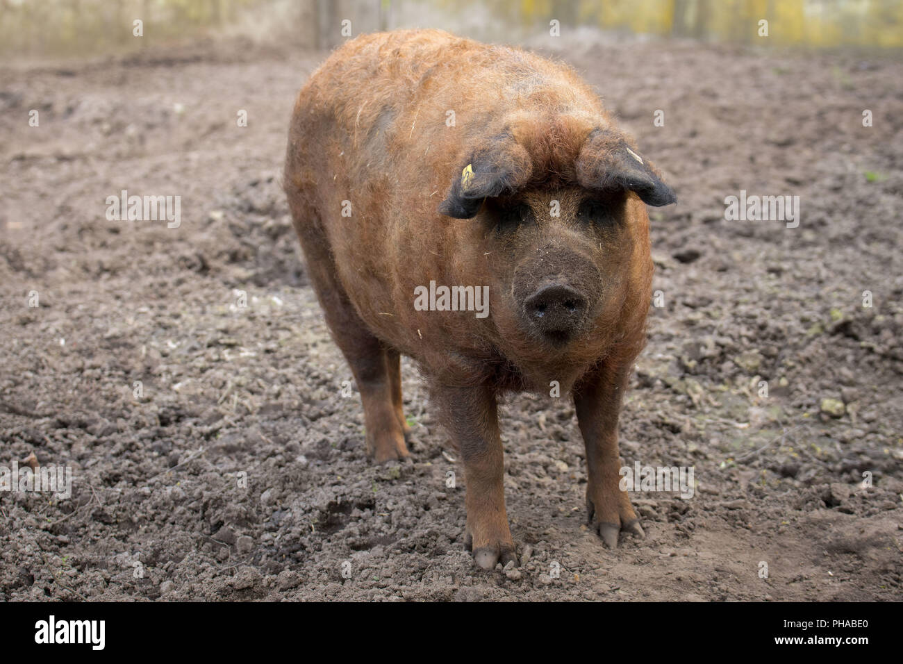 Types Of Hogs With Long Hair